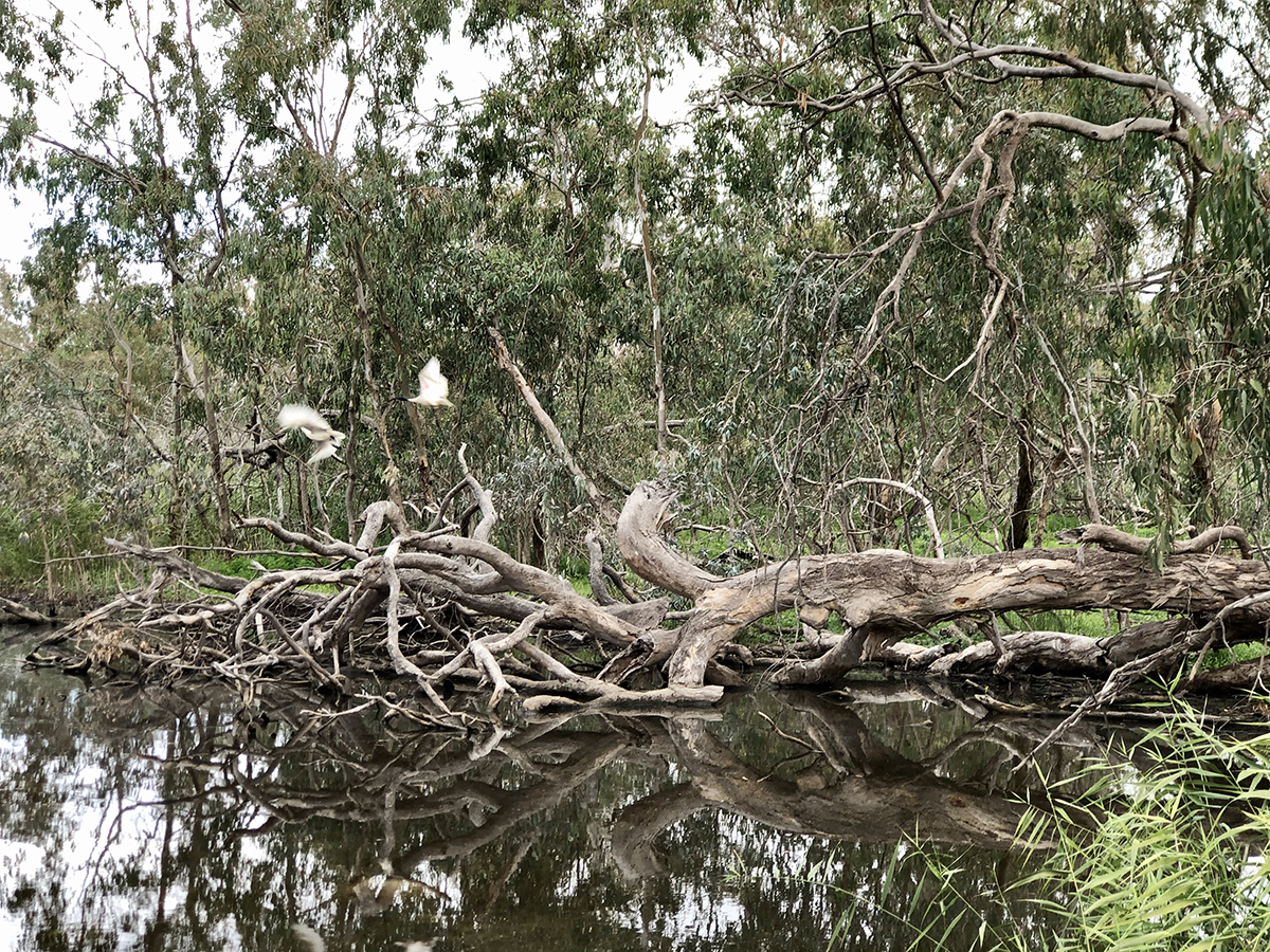 Pulse of the Wetland: A conversation with Kim V. Goldsmith – Of the Mosses